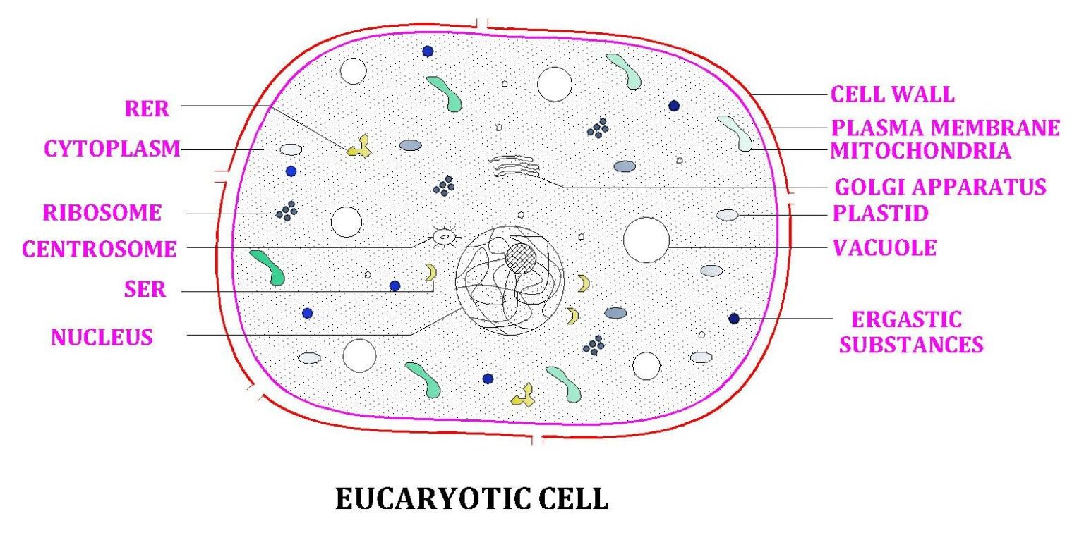 NCERT CLASS 9 SCIENCE CHAPTER 5 - THE FUNDAMENTAL UNIT OF LIFE - CBSE ...
