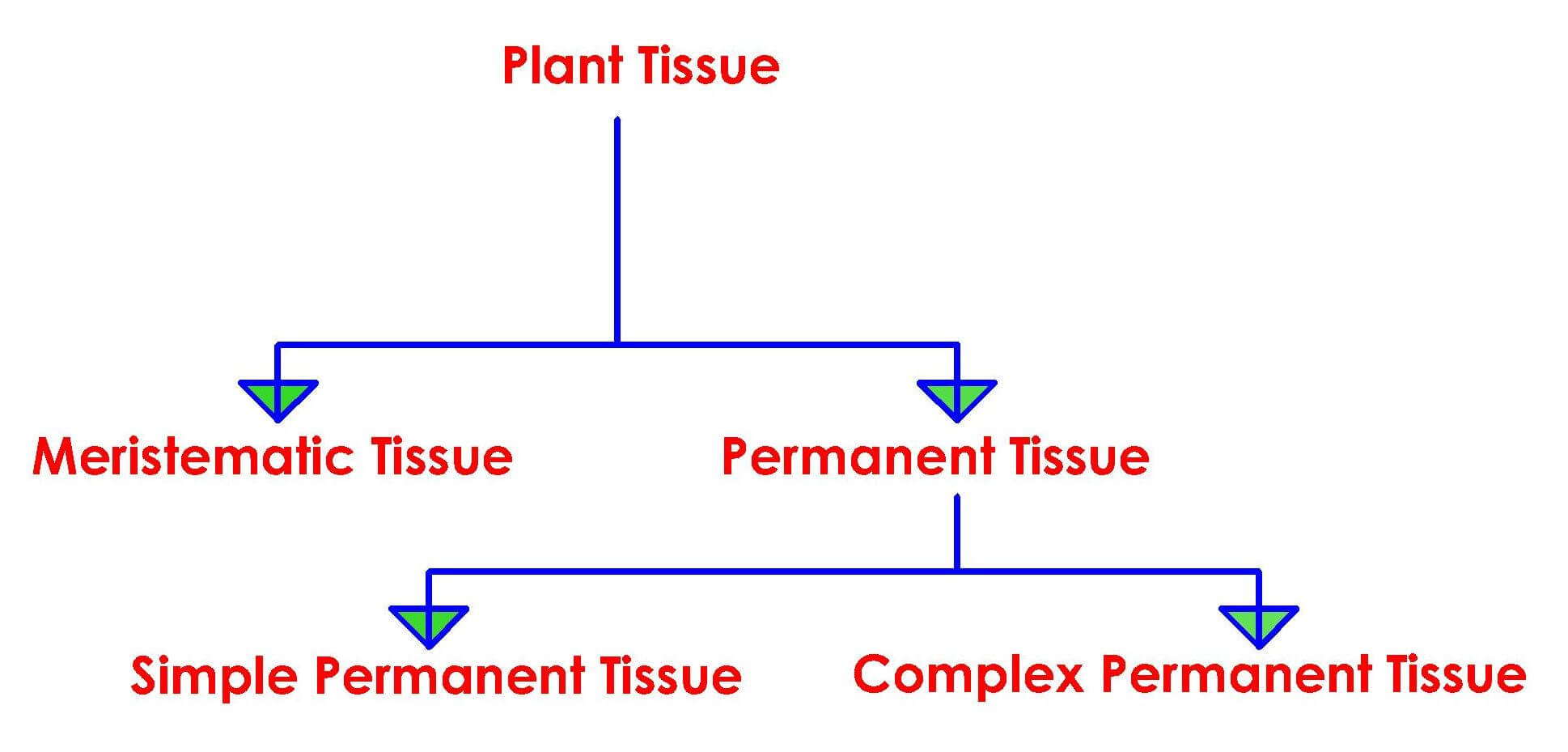 Permanent Tissue Diagram