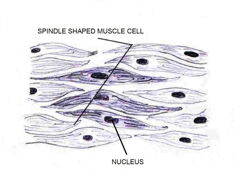 Tissues Class 9 Science | NCERT CBSE | Chapter 6 | 9thscience